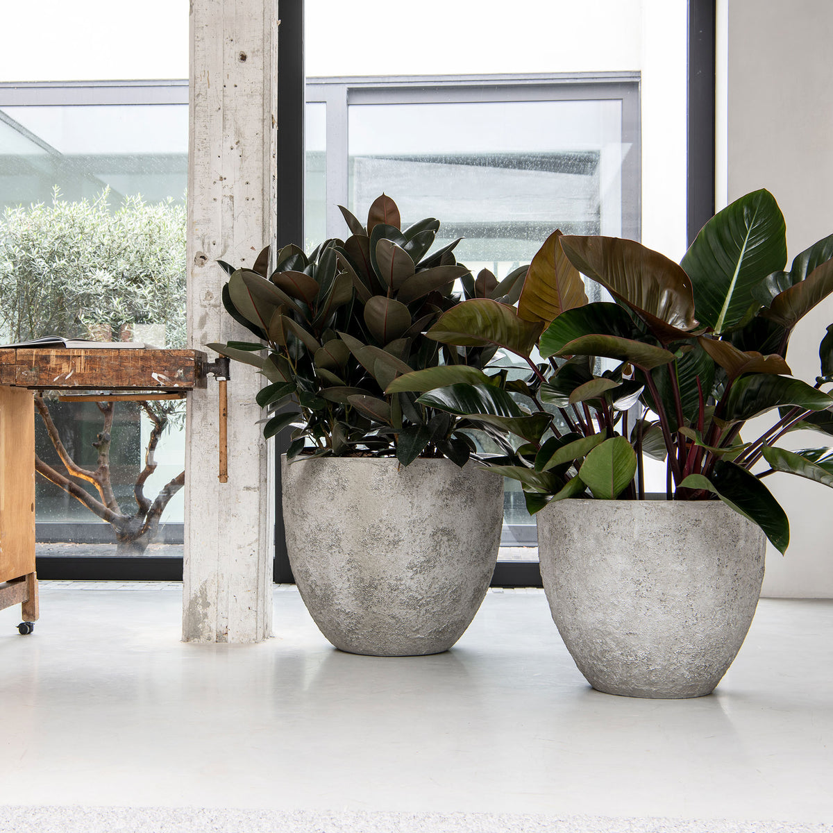 Jesslyn Imperial White – Potzillas