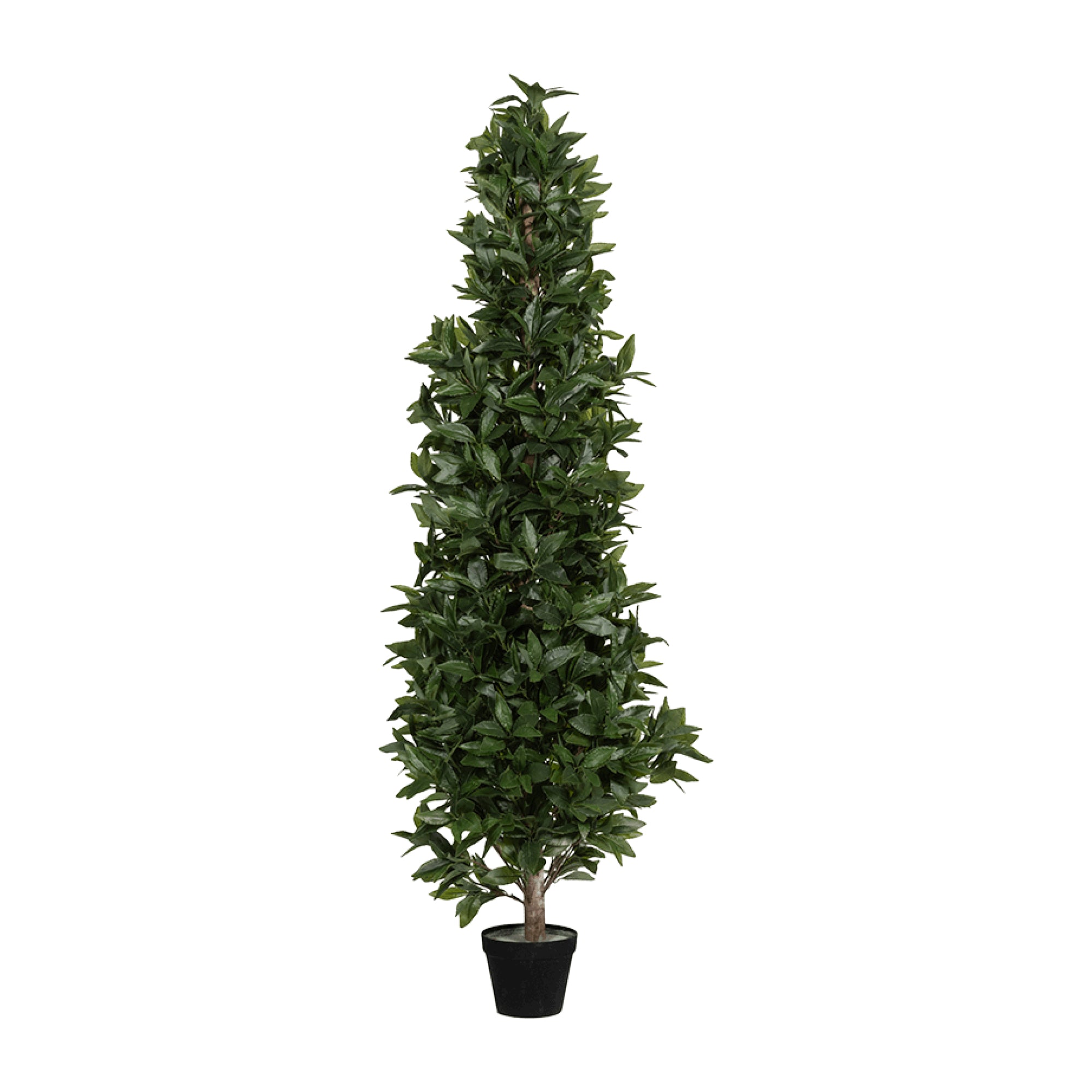 Laurus Nobilis Pyramid umělý – Potzillas